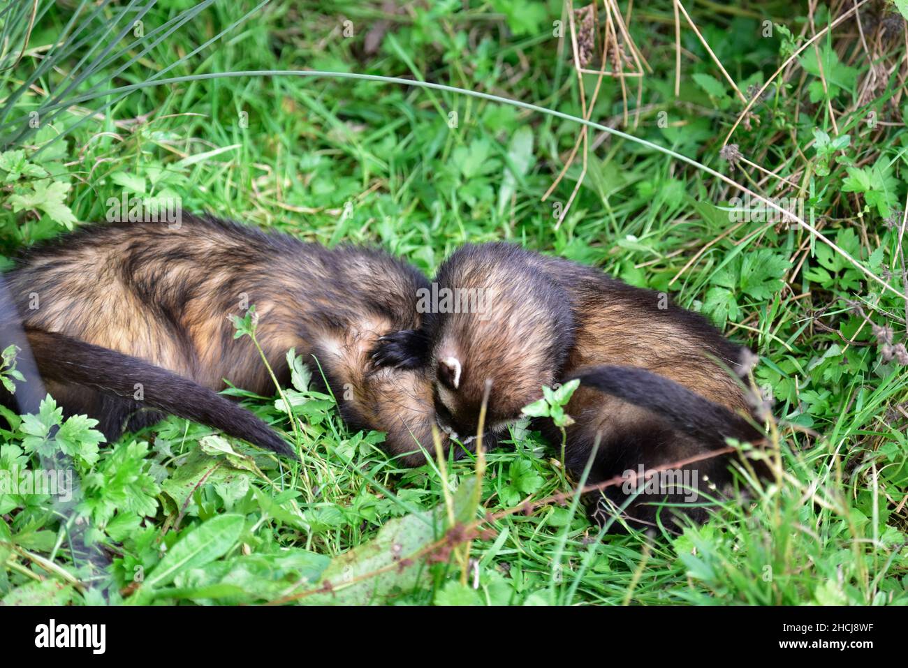 Iltisse.Mustela putorius.European polecat Stock Photo - Alamy