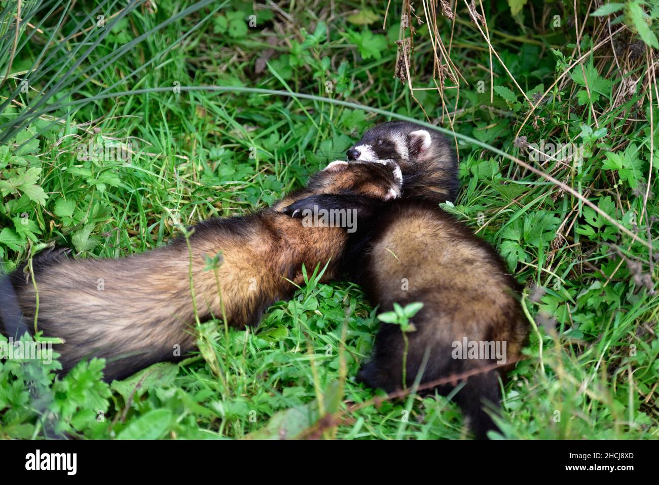 Iltisse.Mustela putorius.European polecat Stock Photo - Alamy