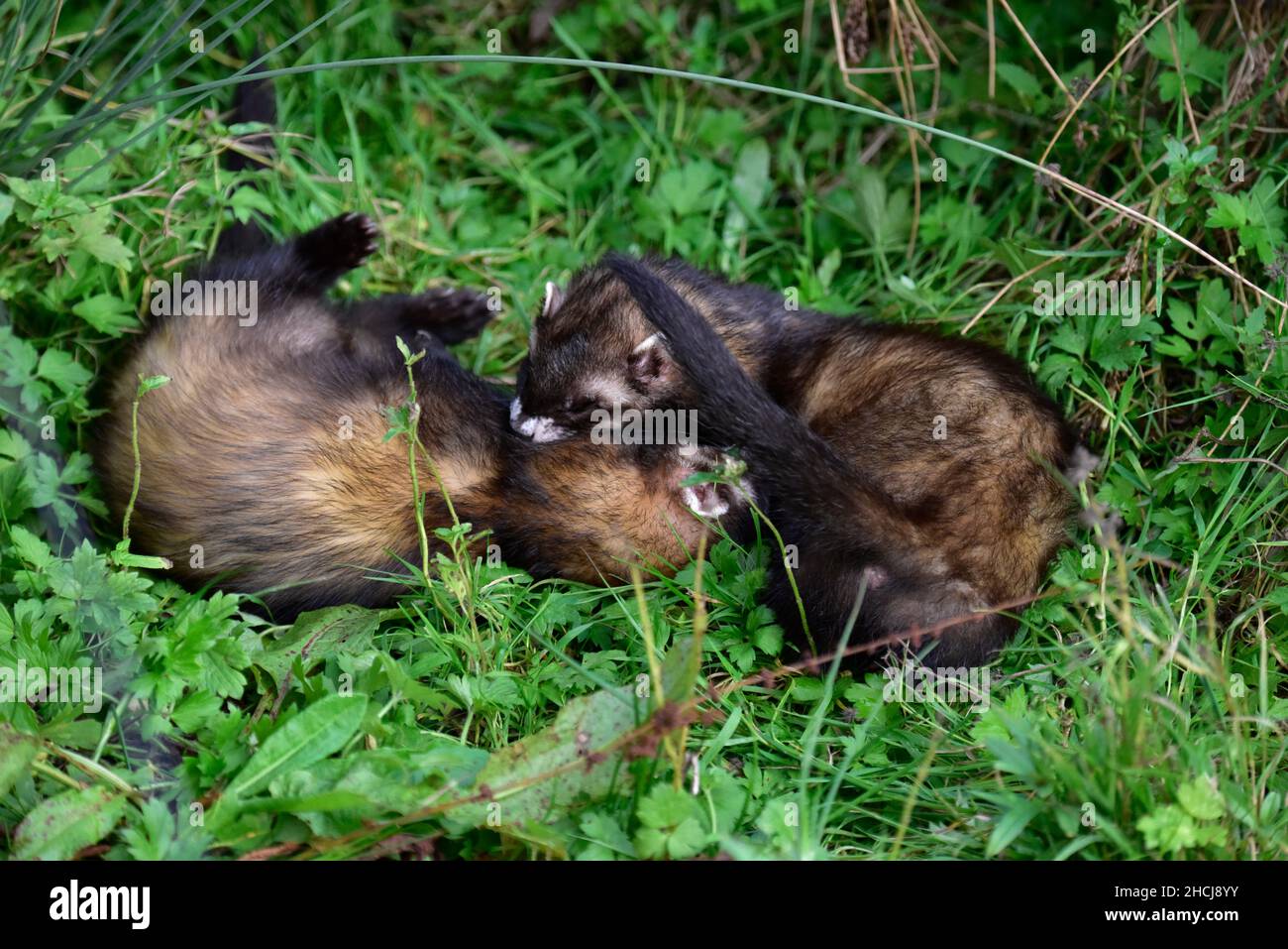 Iltisse.Mustela putorius.European polecat Stock Photo - Alamy