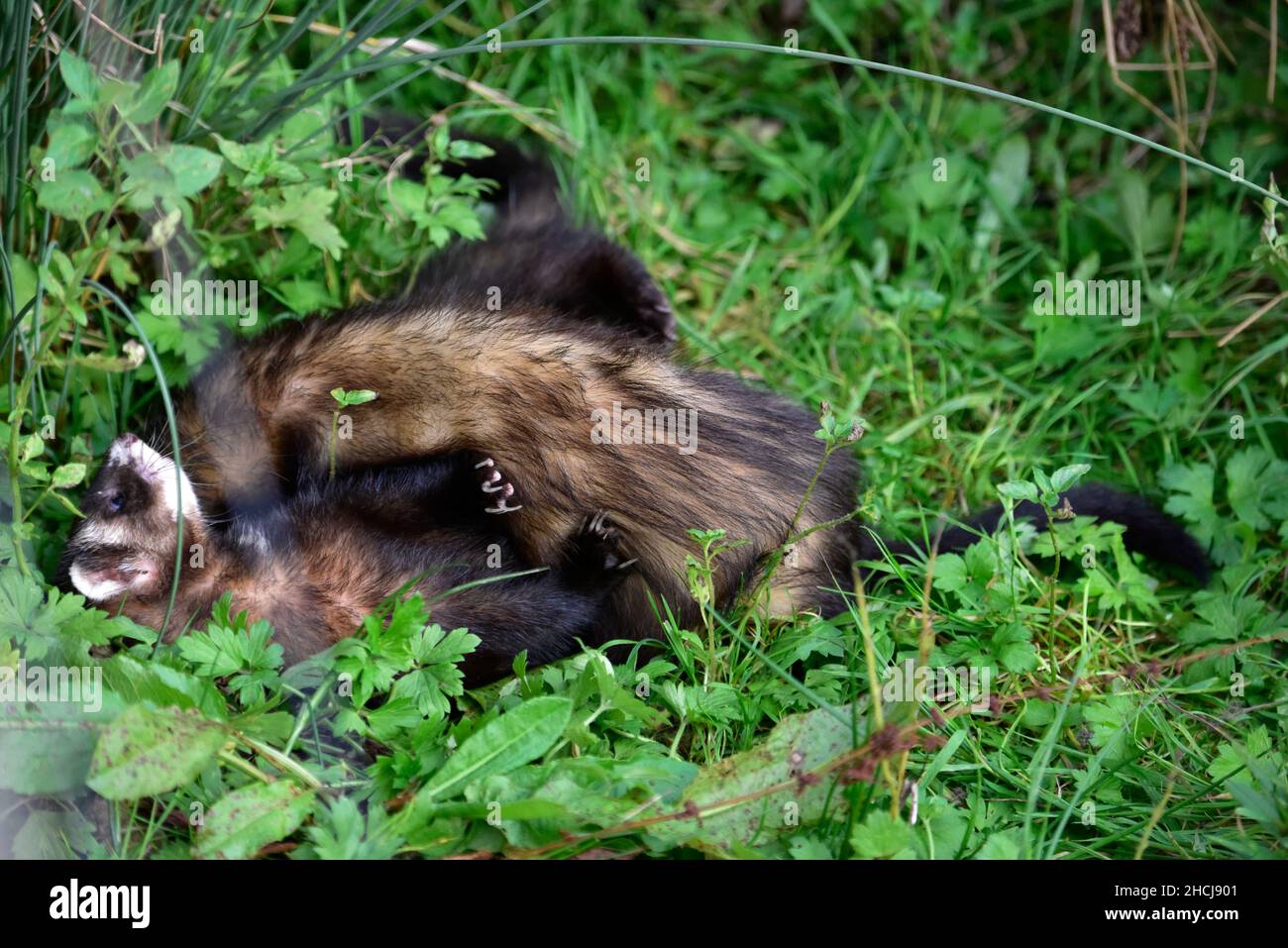 Iltisse.Mustela putorius.European polecat Stock Photo - Alamy