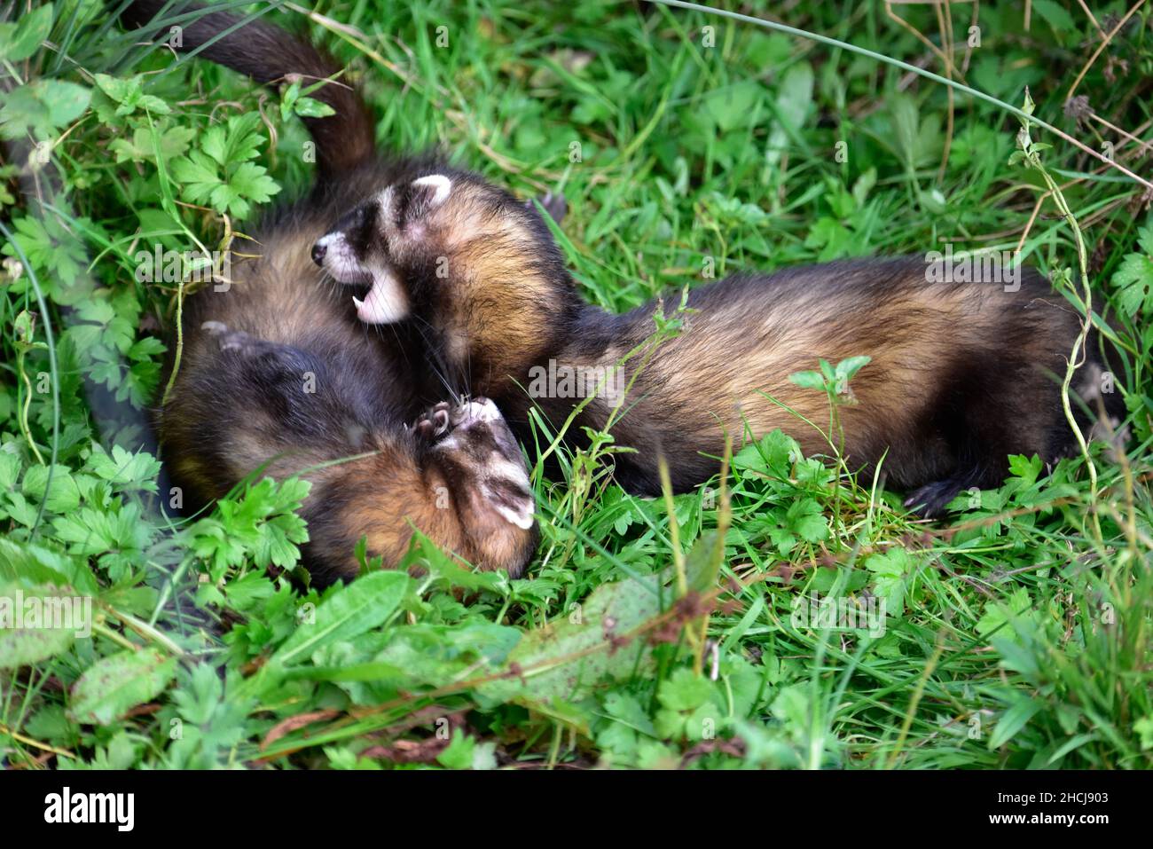Iltisse.Mustela putorius.European polecat Stock Photo - Alamy