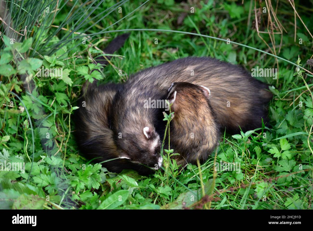 Iltisse.Mustela putorius.European polecat Stock Photo - Alamy
