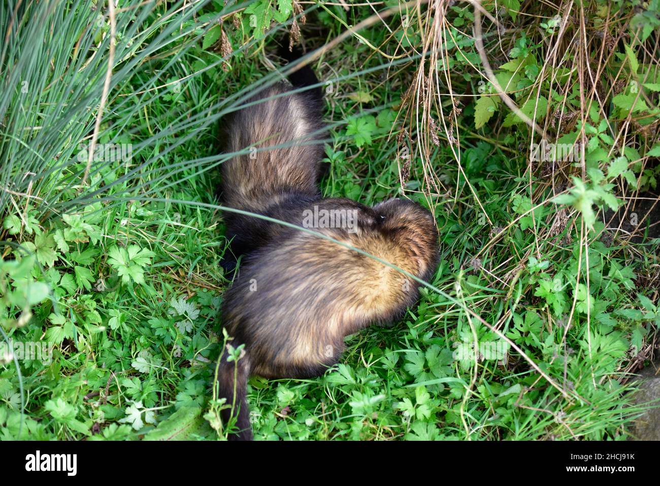 Iltisse.Mustela putorius.European polecat Stock Photo - Alamy