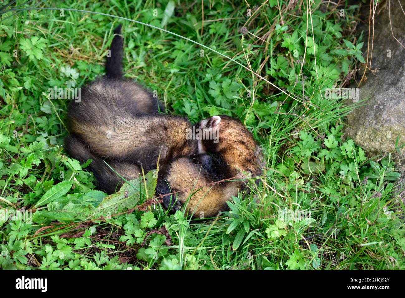 Iltisse.Mustela putorius.European polecat Stock Photo - Alamy