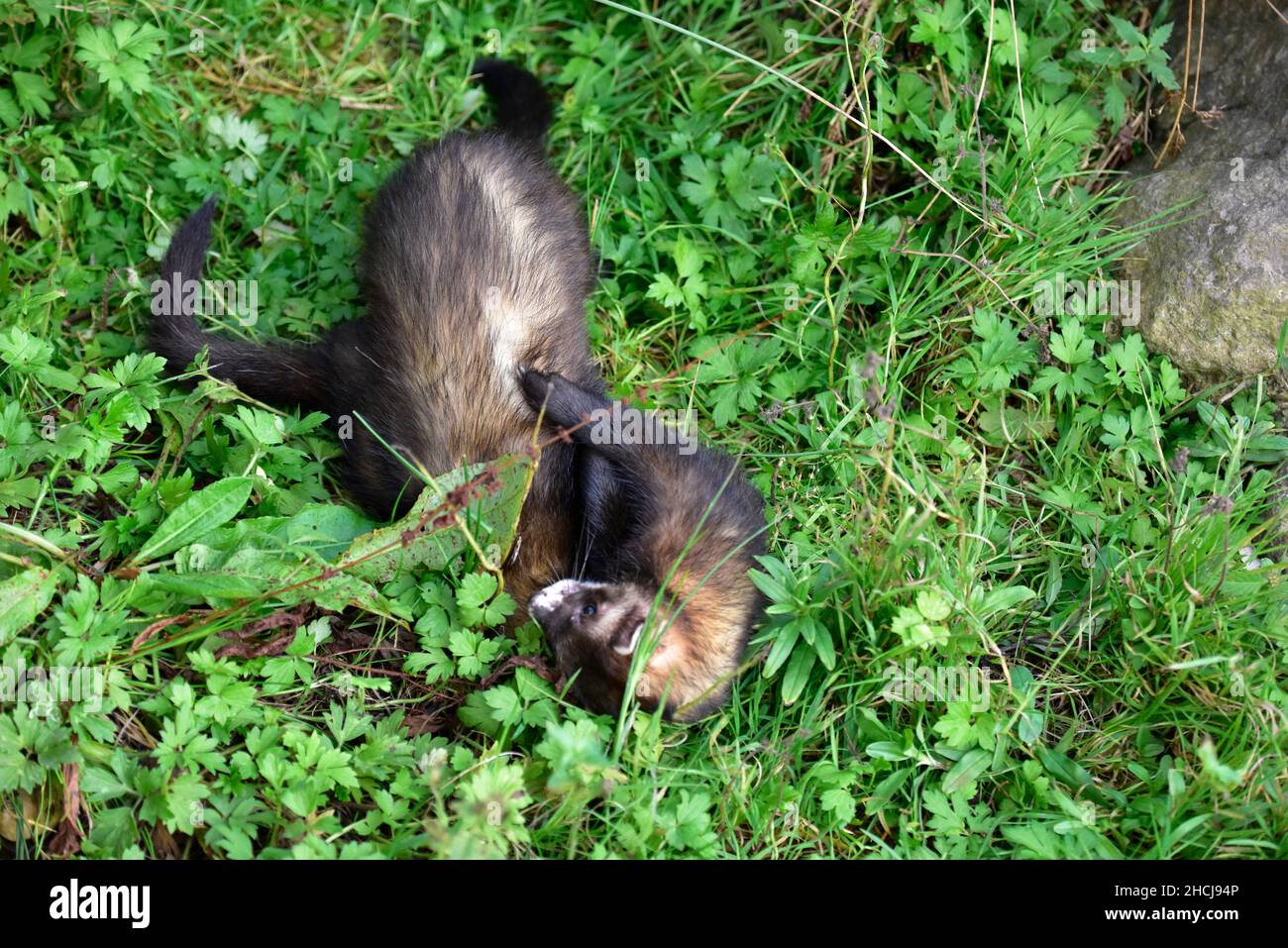 Iltisse.Mustela putorius.European polecat Stock Photo - Alamy