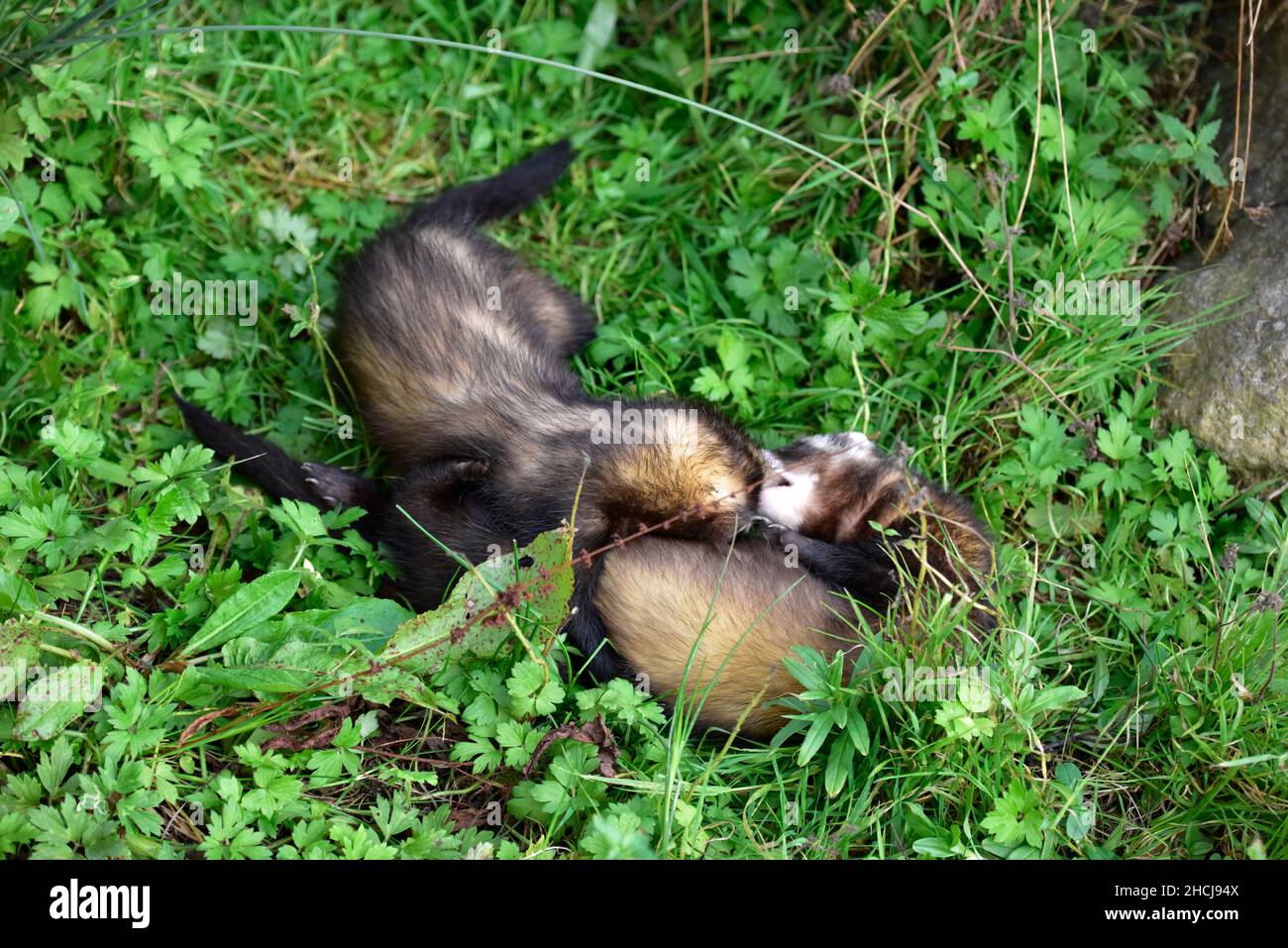 Iltisse.Mustela putorius.European polecat Stock Photo - Alamy