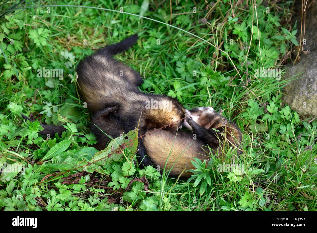 Iltisse.Mustela putorius.European polecat Stock Photo - Alamy