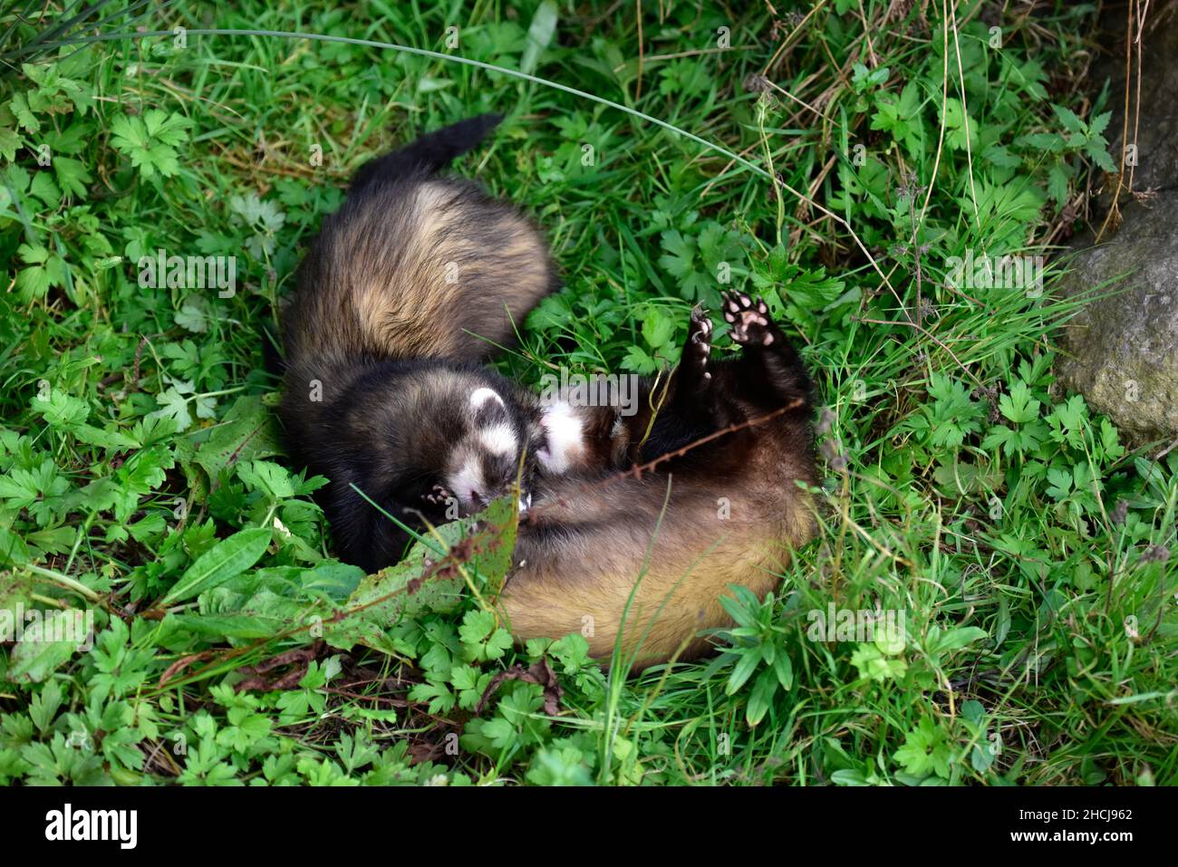 Iltisse.Mustela putorius.European polecat Stock Photo - Alamy