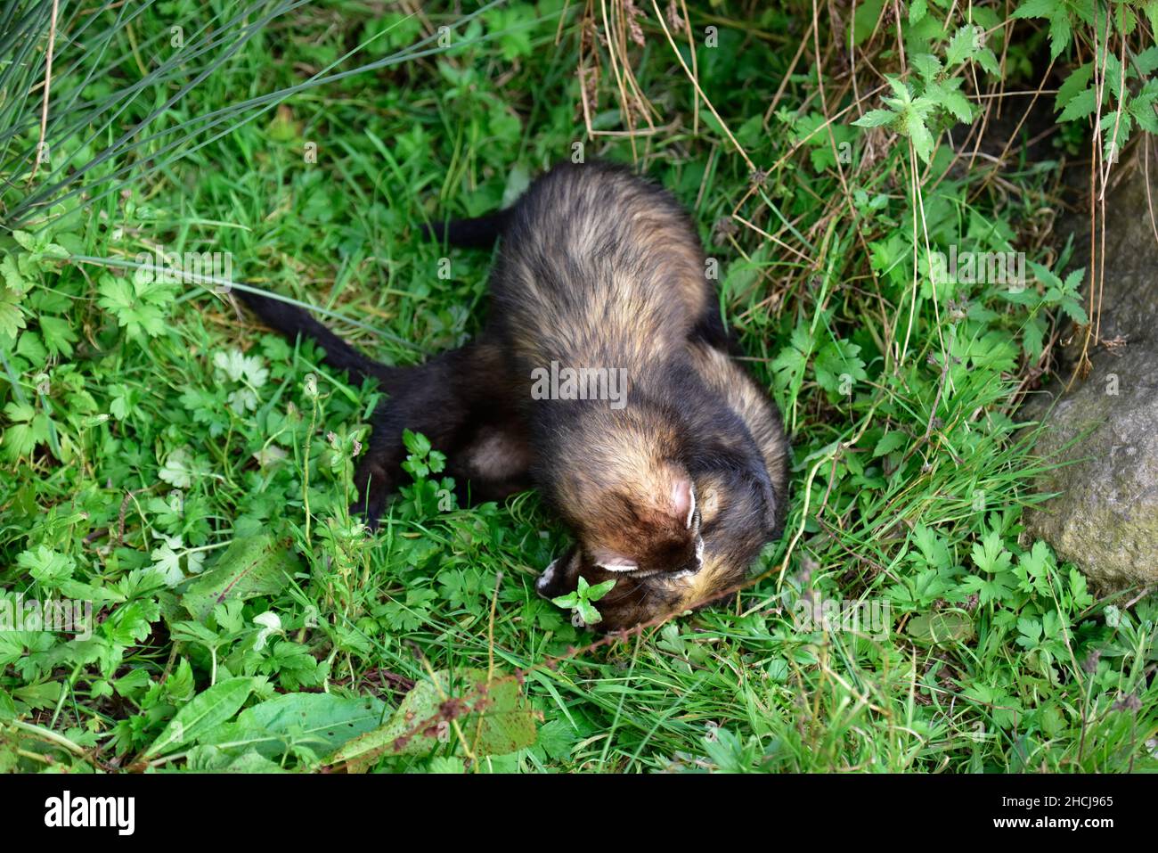 Iltisse hi-res stock photography and images - Alamy