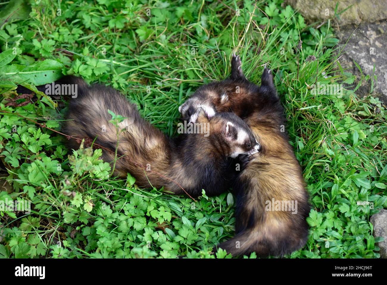 Iltisse.Mustela putorius.European polecat Stock Photo - Alamy