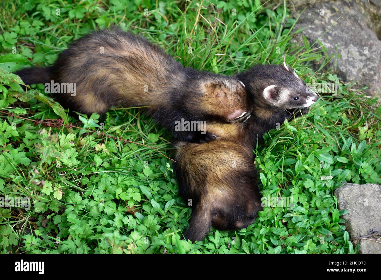 Iltisse.Mustela putorius.European polecat Stock Photo - Alamy