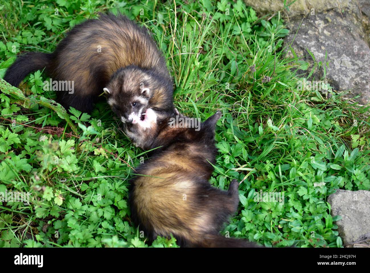 Iltisse.Mustela putorius.European polecat Stock Photo - Alamy