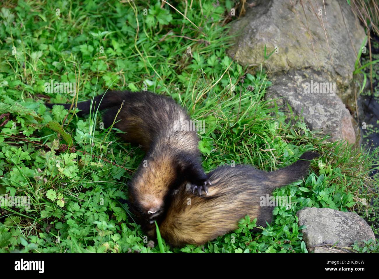 Iltisse.Mustela putorius.European polecat Stock Photo - Alamy