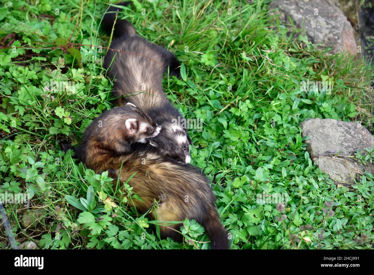 Iltisse.Mustela putorius.European polecat Stock Photo - Alamy