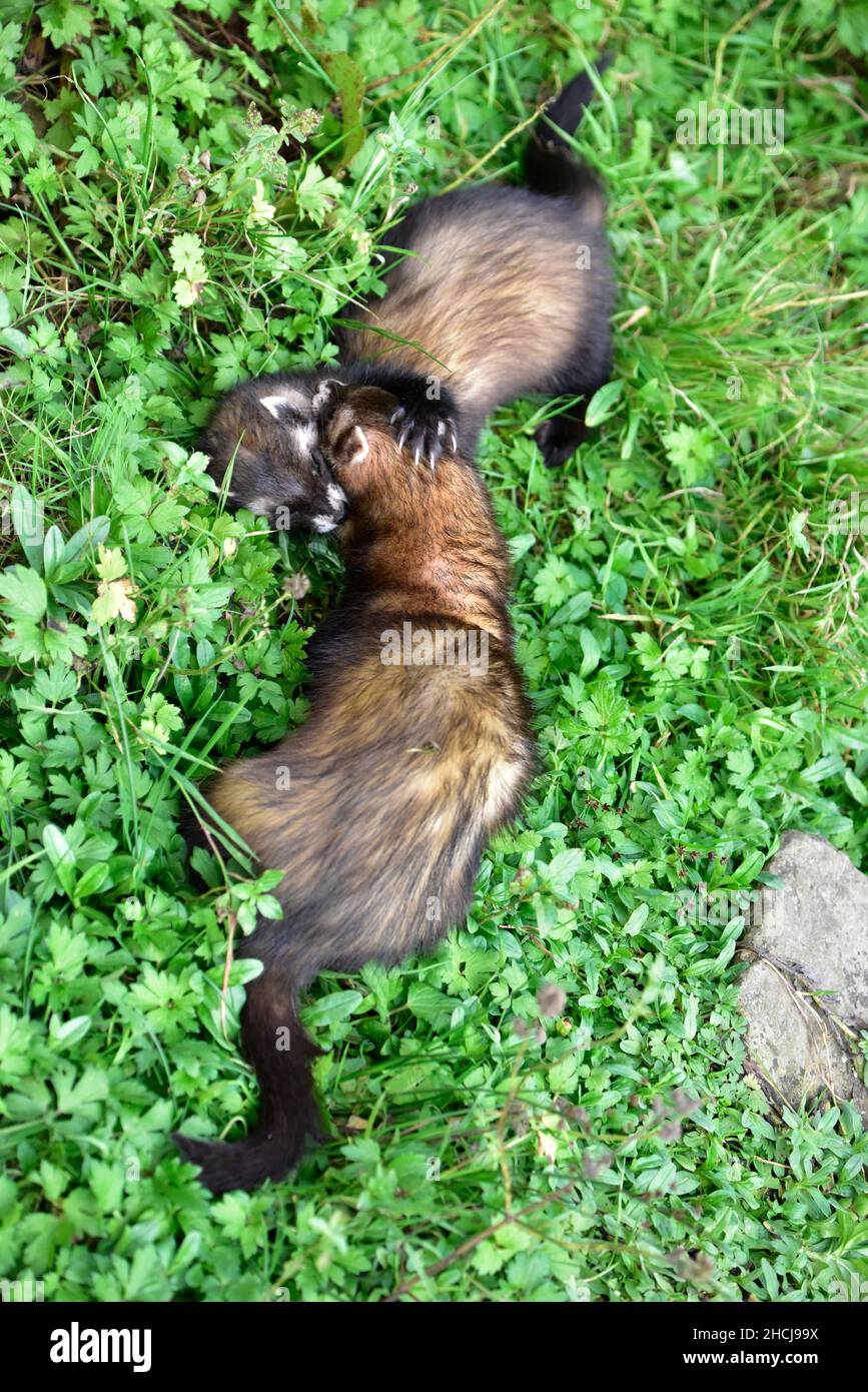 Iltisse.Mustela putorius.European polecat Stock Photo - Alamy