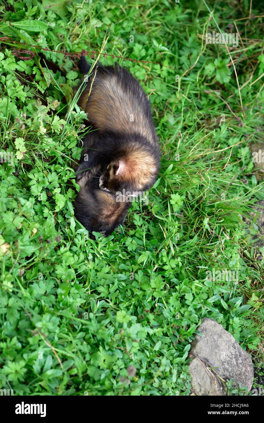 Iltisse.Mustela putorius.European polecat Stock Photo - Alamy