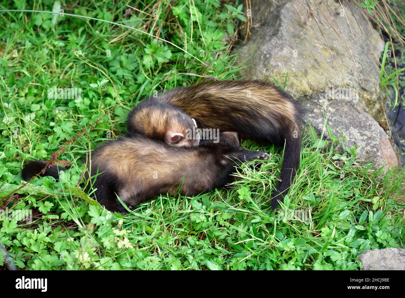 Iltisse.Mustela putorius.European polecat Stock Photo - Alamy