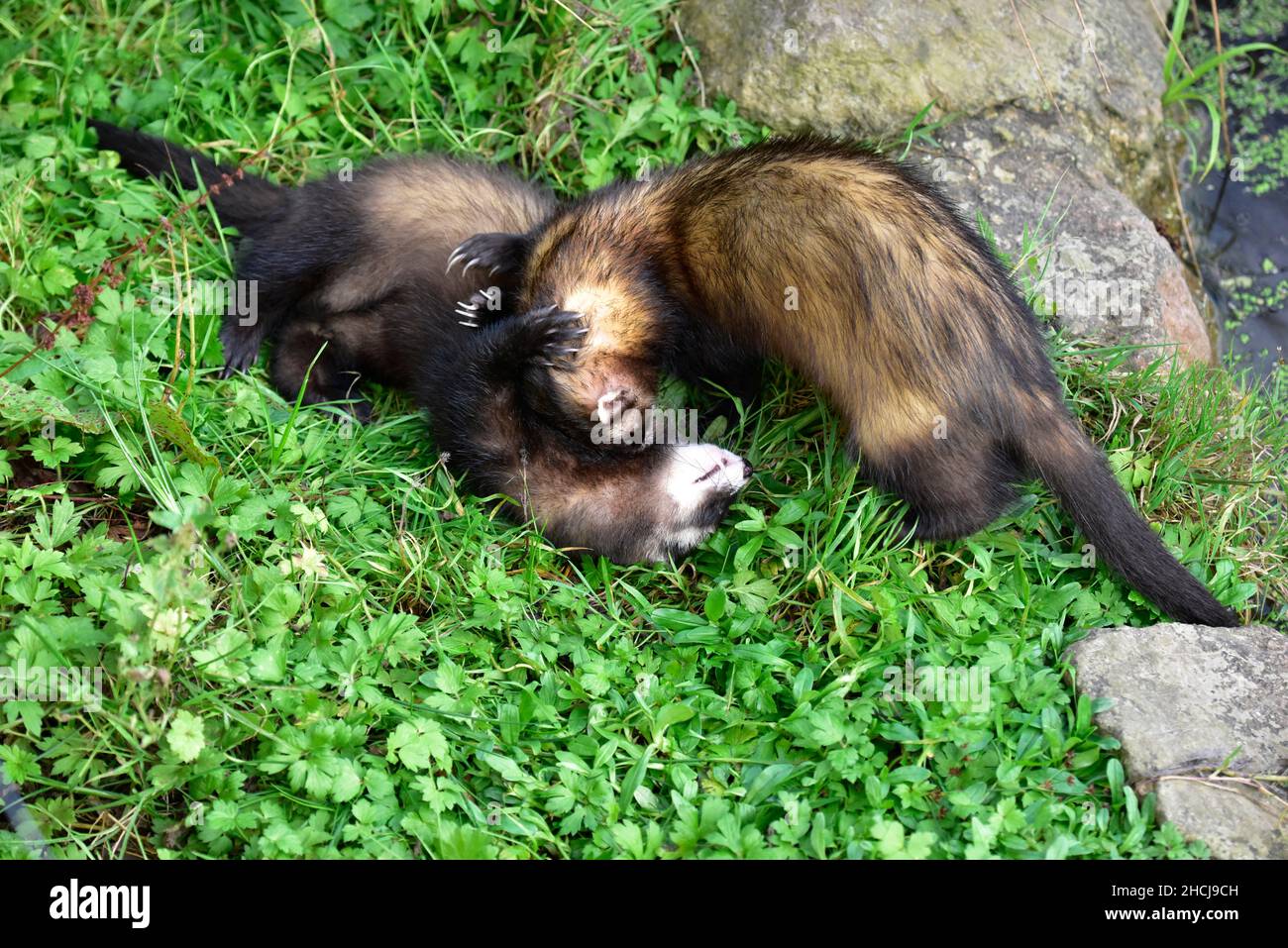 Iltisse.Mustela putorius.European polecat Stock Photo - Alamy