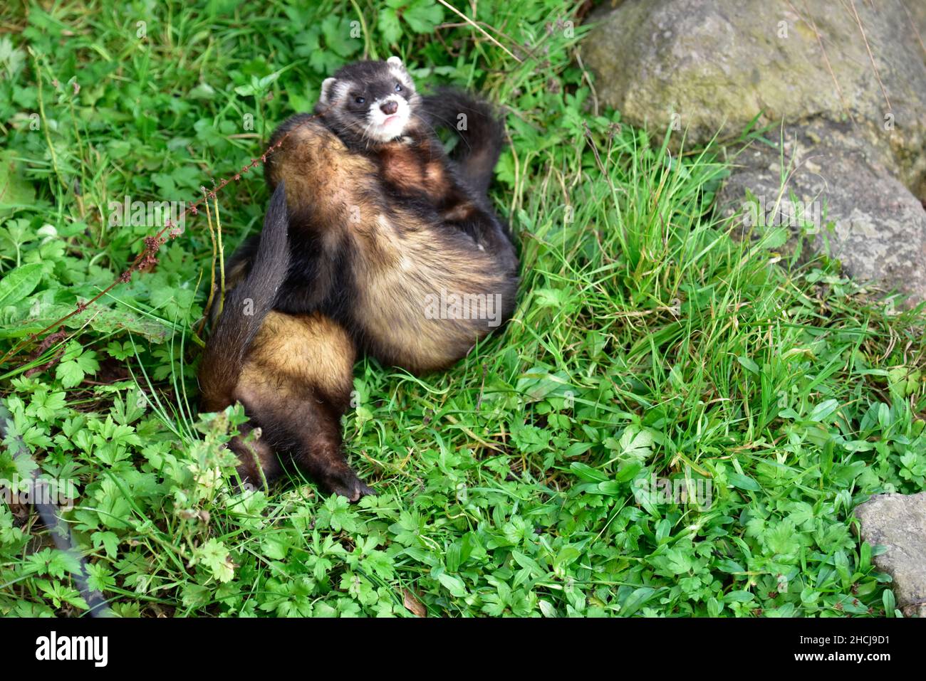 Iltisse.Mustela putorius.European polecat Stock Photo - Alamy