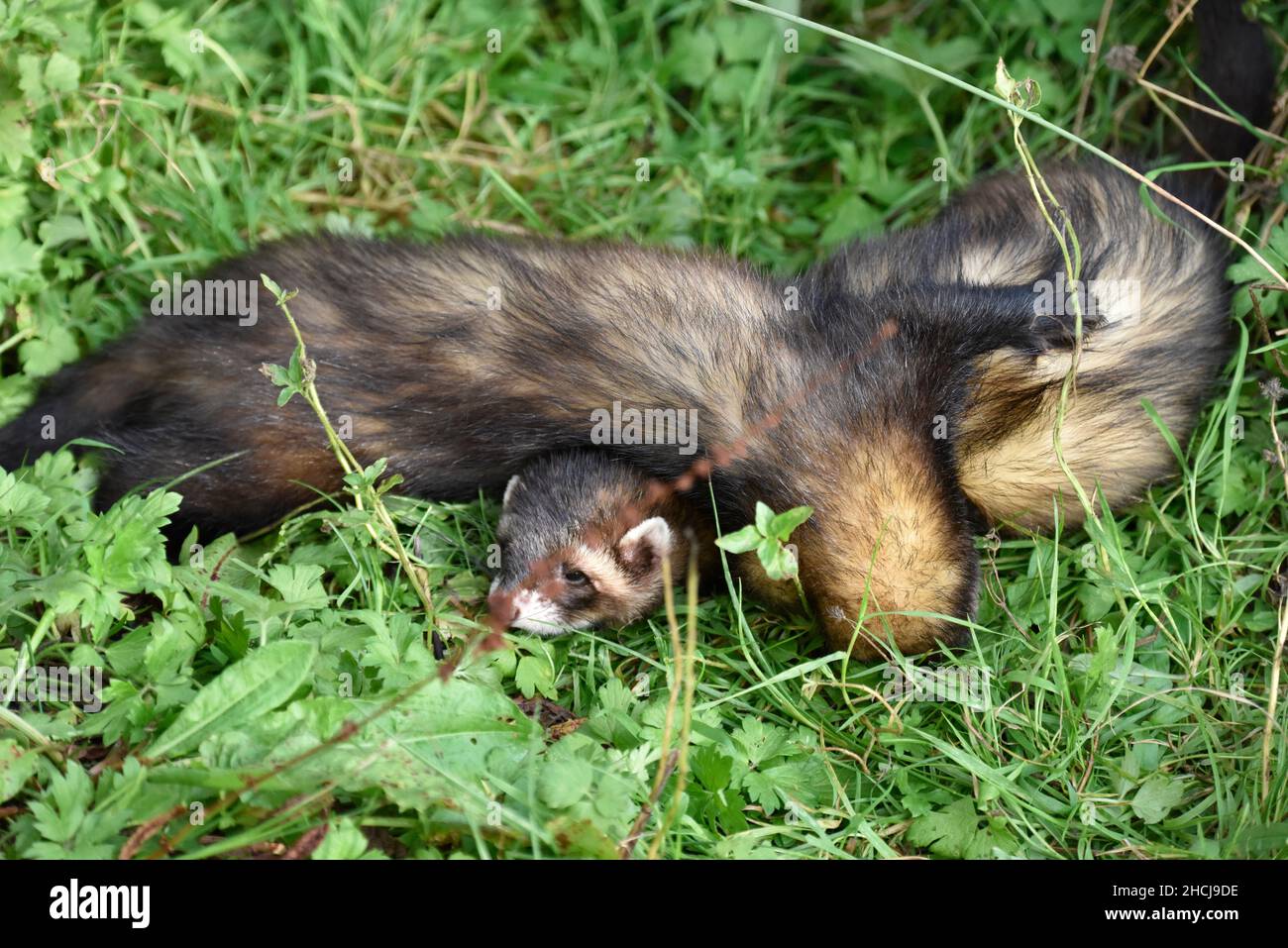 Iltisse.Mustela putorius.European polecat Stock Photo - Alamy