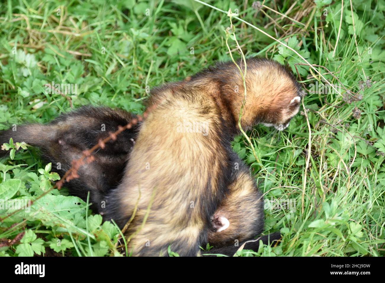 Iltisse.Mustela putorius.European polecat Stock Photo - Alamy