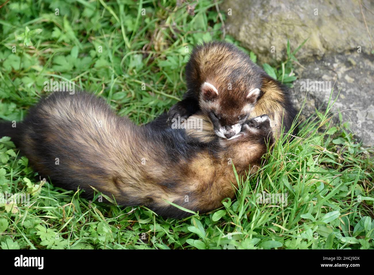 Iltisse.Mustela putorius.European polecat Stock Photo - Alamy