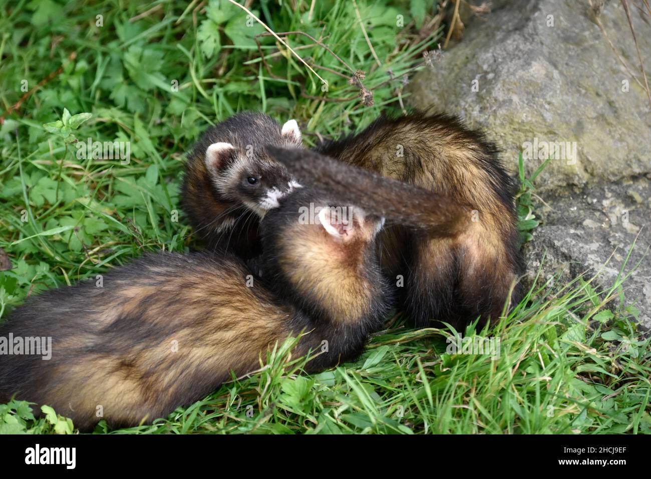 Iltisse.Mustela putorius.European polecat Stock Photo - Alamy