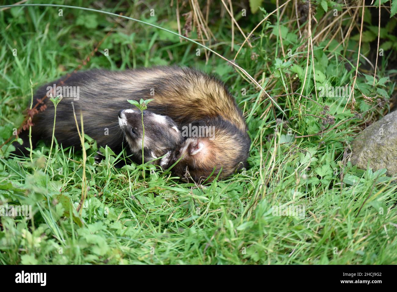 Iltisse.Mustela putorius.European polecat Stock Photo - Alamy