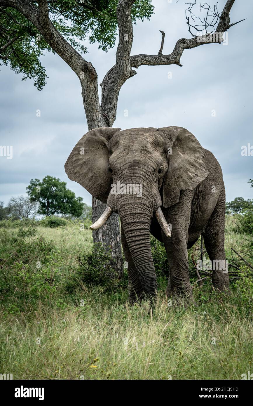 Bull elephant infront a tree in south africa Stock Photo - Alamy