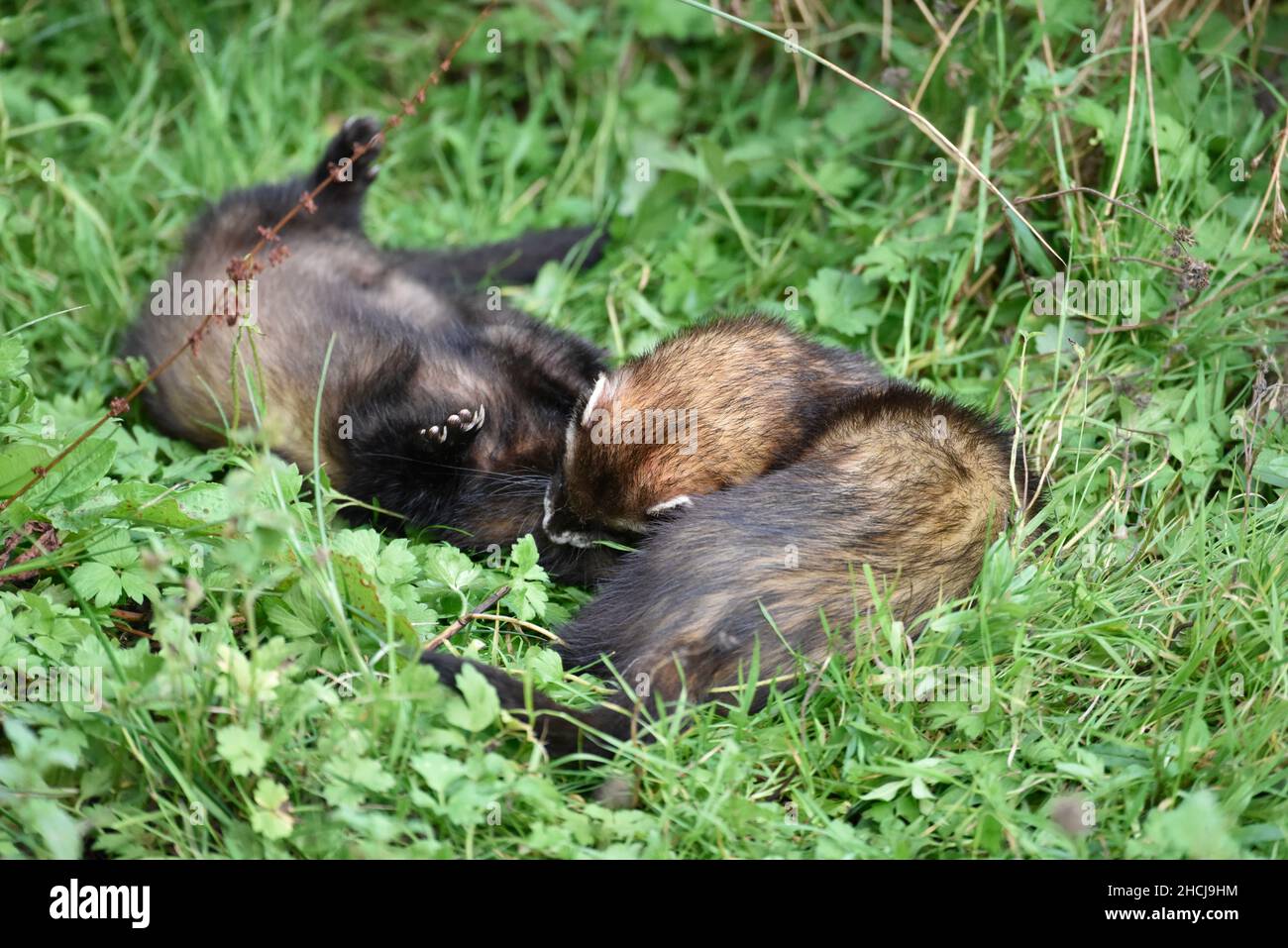 Iltisse.Mustela putorius.European polecat Stock Photo - Alamy