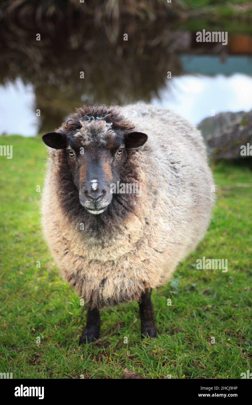 domestic sheep in new zealand farm Stock Photo - Alamy