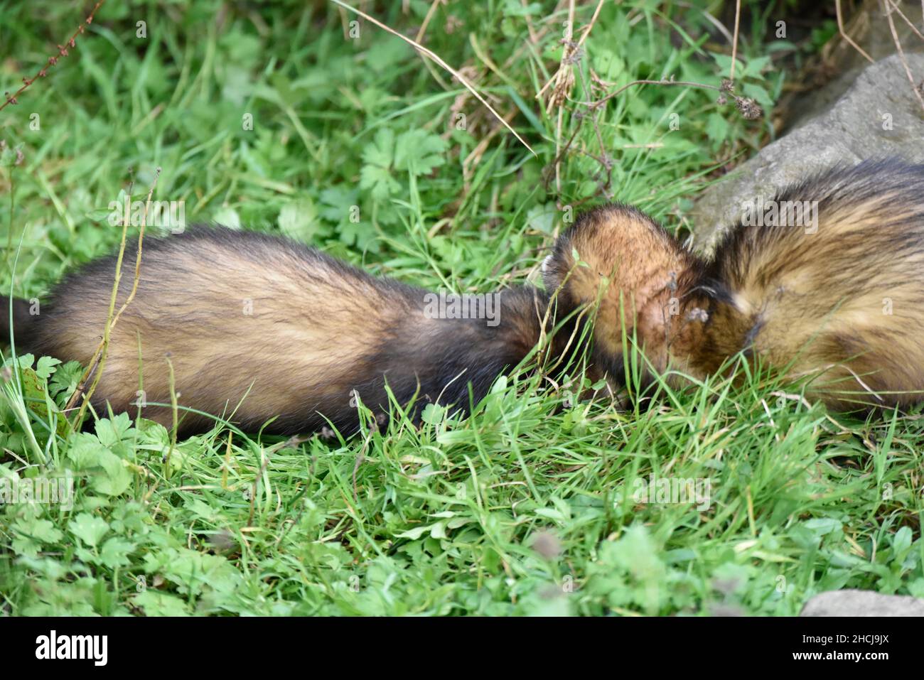 Iltisse.Mustela putorius.European polecat Stock Photo - Alamy