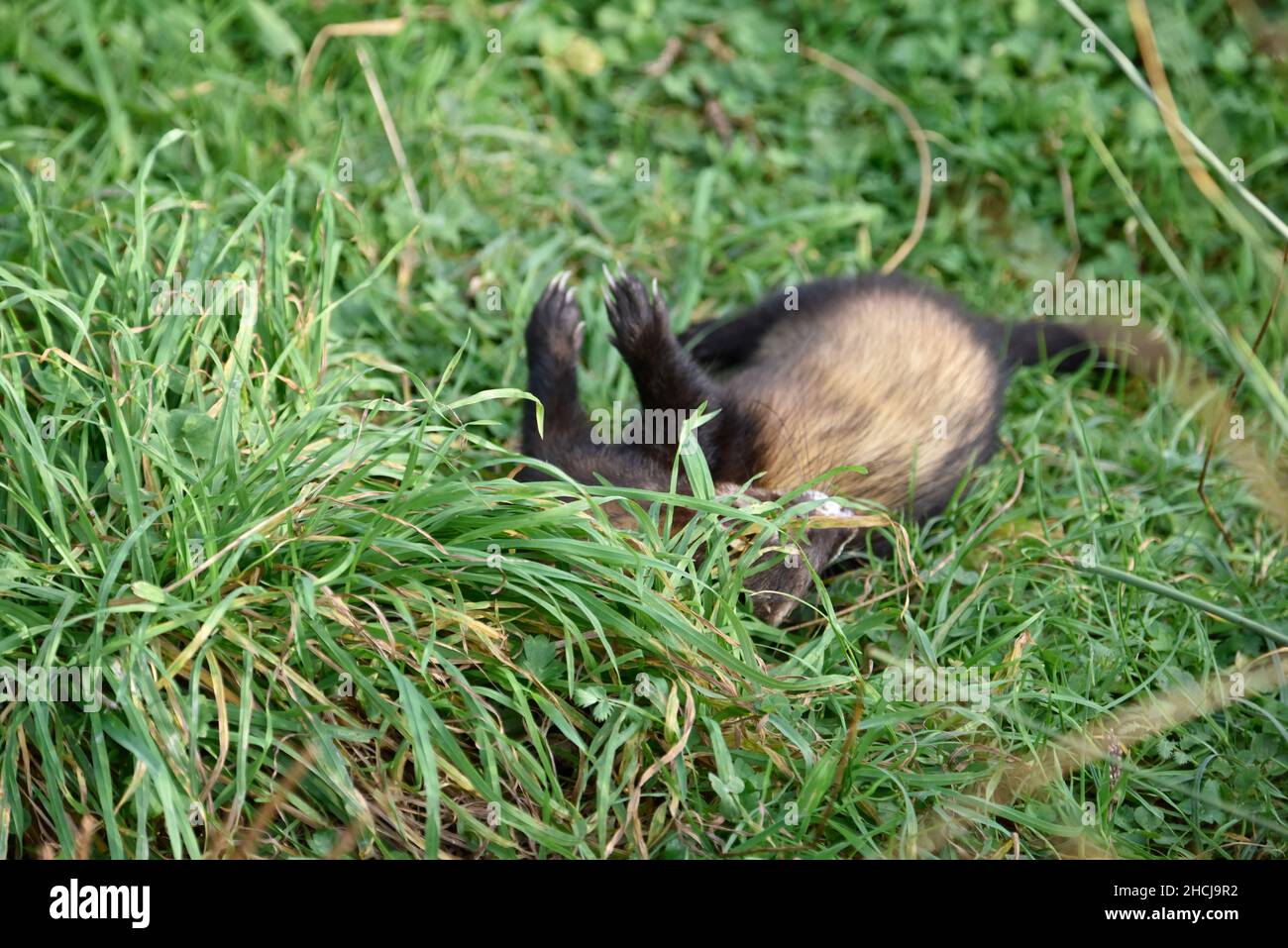 Iltisse.Mustela putorius.European polecat Stock Photo - Alamy