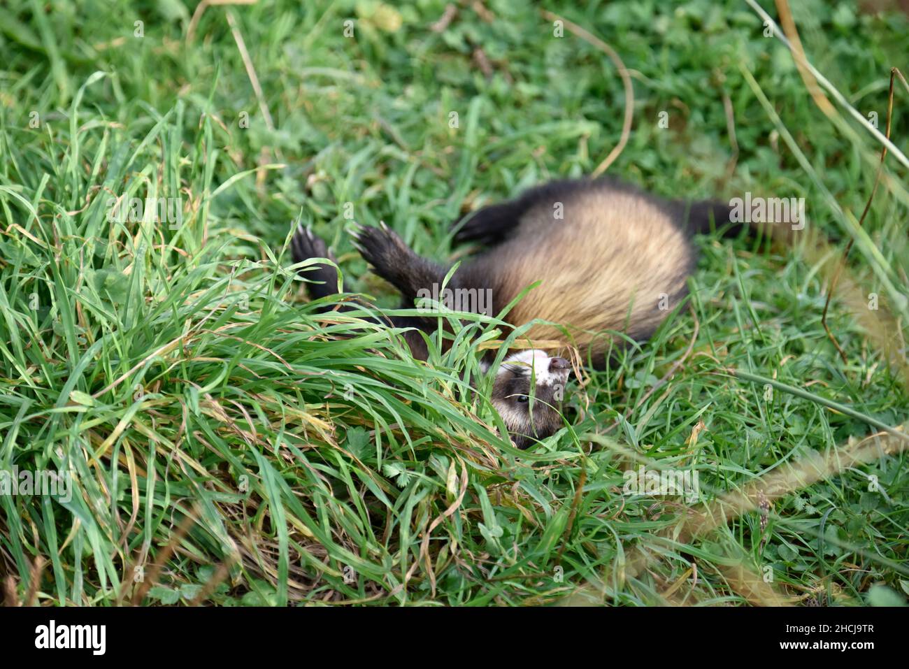 Iltisse.Mustela putorius.European polecat Stock Photo - Alamy
