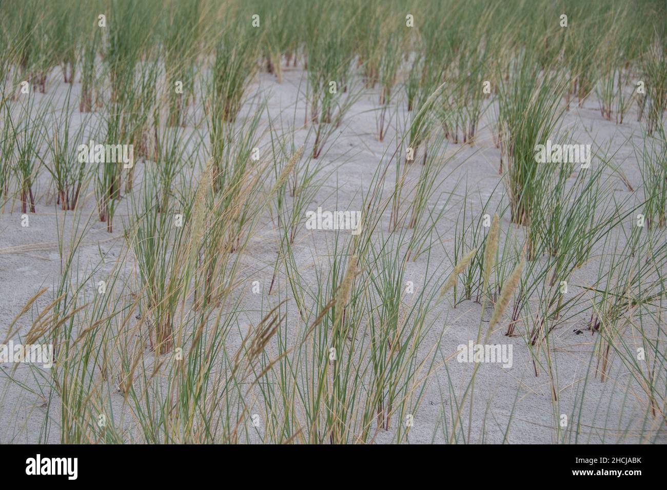 Sand rice grass hi-res stock photography and images - Alamy