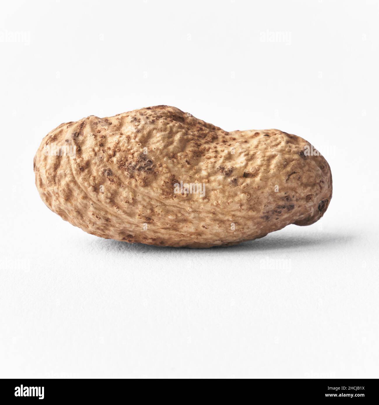 Single peanut with shell isolated on a white background Stock Photo - Alamy
