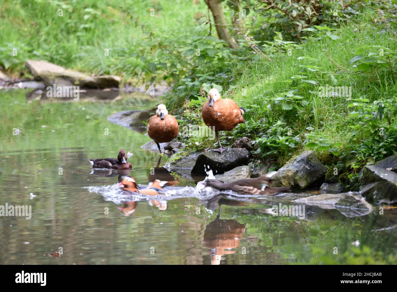 Wild Duck in water at Springe,Germany Stock Photo - Alamy