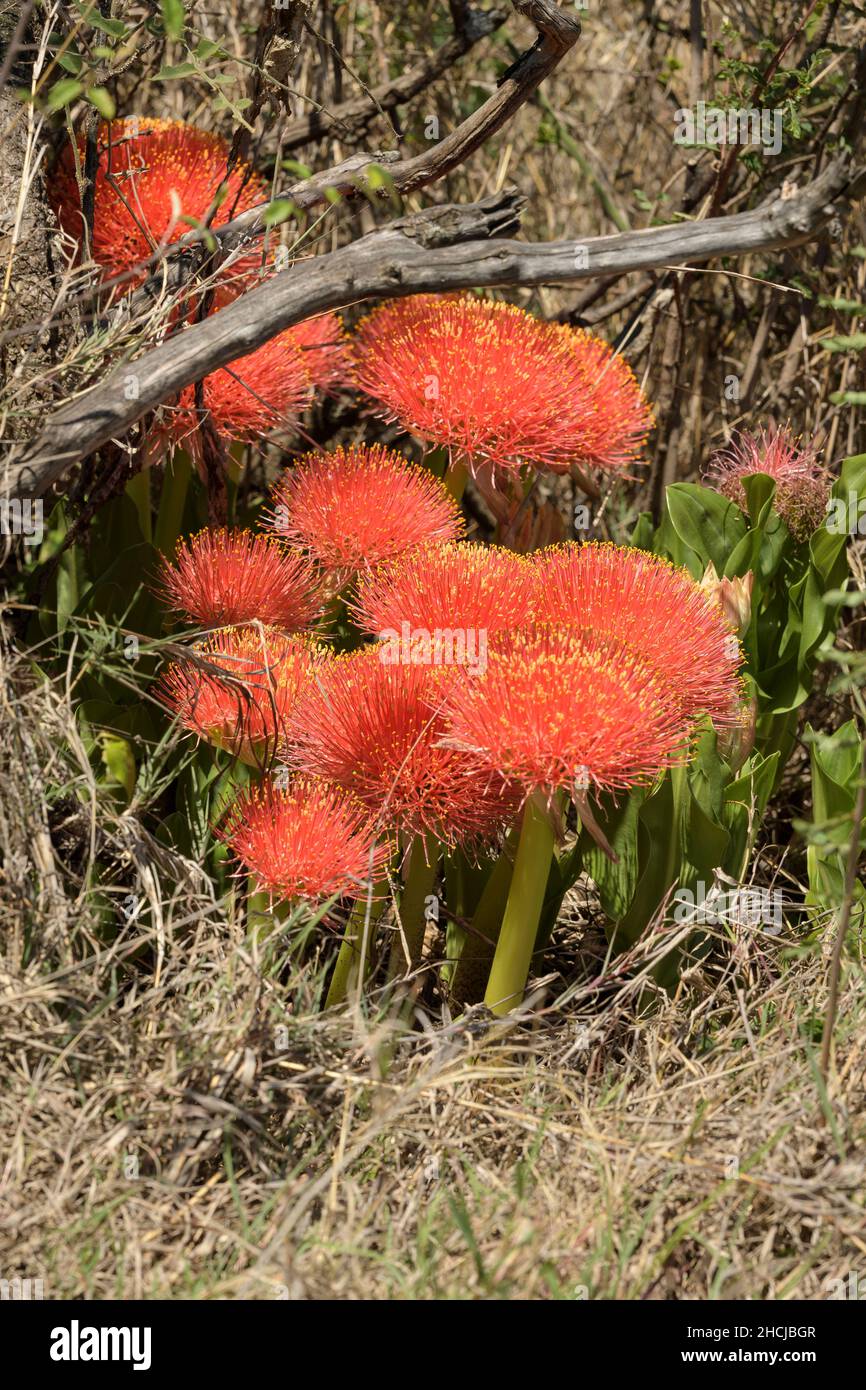 Beautiful fireball lilies (Scadoxus multifloras) flowering Stock Photo ...