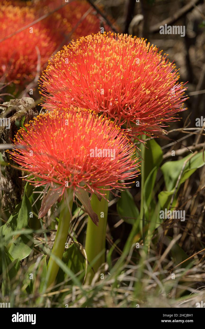 Fireball lilies hi-res stock photography and images - Alamy
