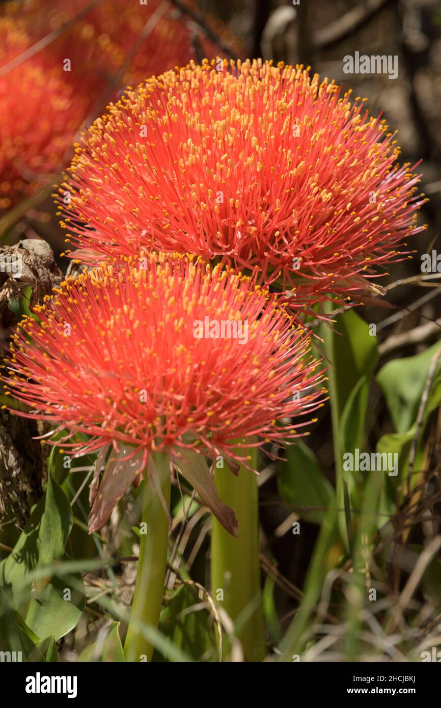 Beautiful fireball lilies (Scadoxus multifloras) flowering Stock Photo ...