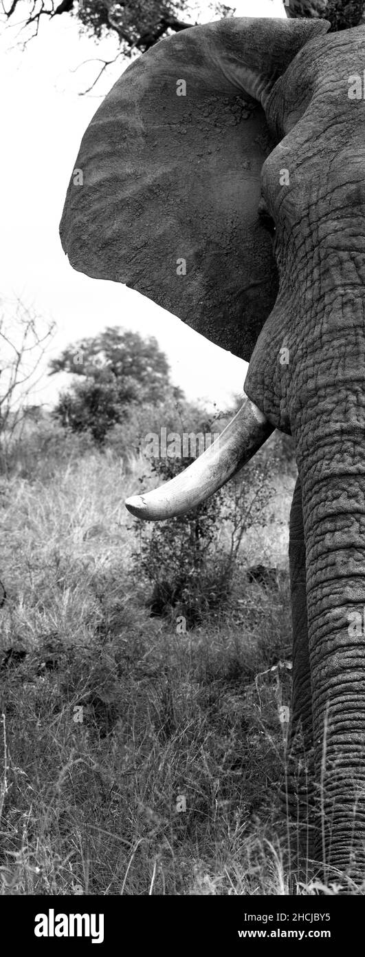 Elephant in etosha national Black and White Stock Photos & Images - Alamy