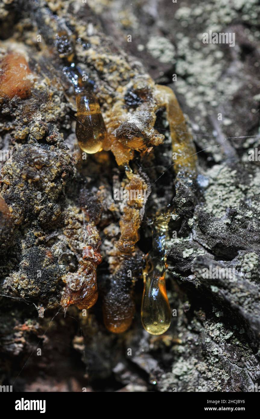 Vertical shot of sap on tree bark Stock Photo - Alamy