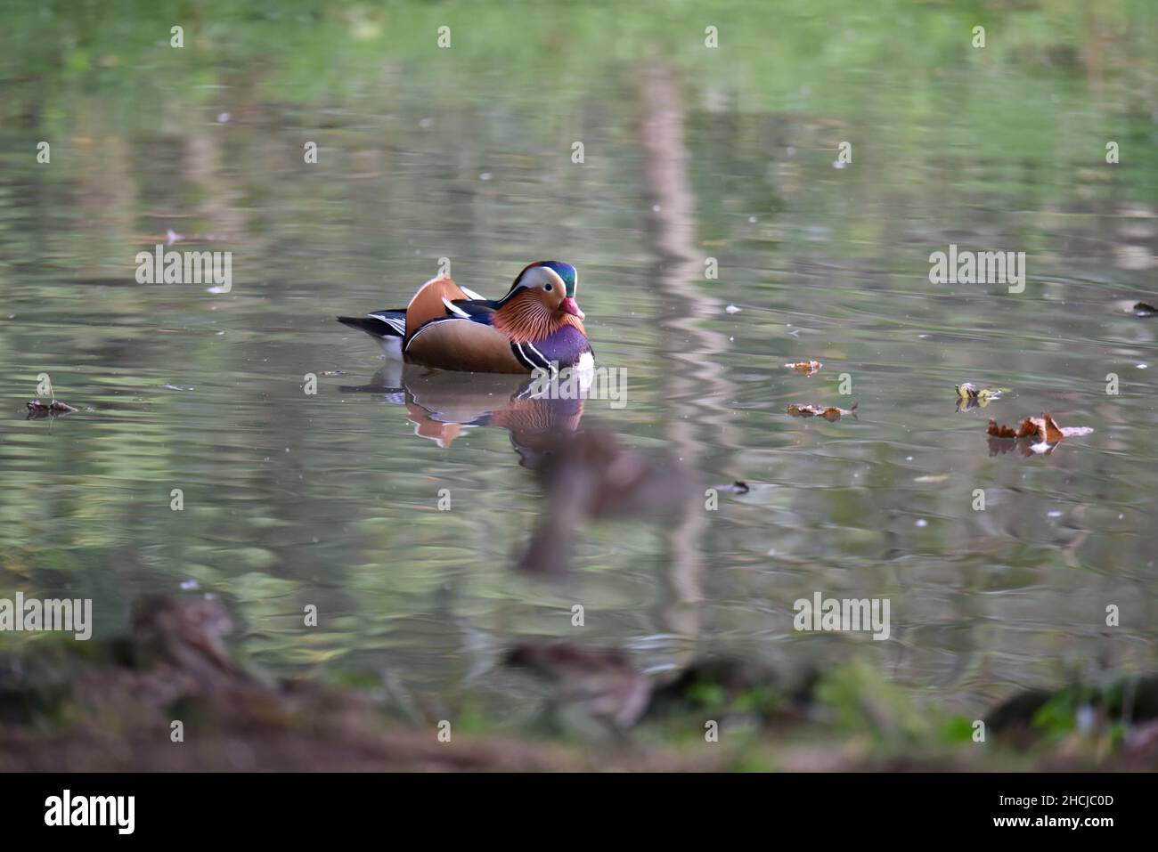 Wild Duck in water at Springe,Germany Stock Photo - Alamy