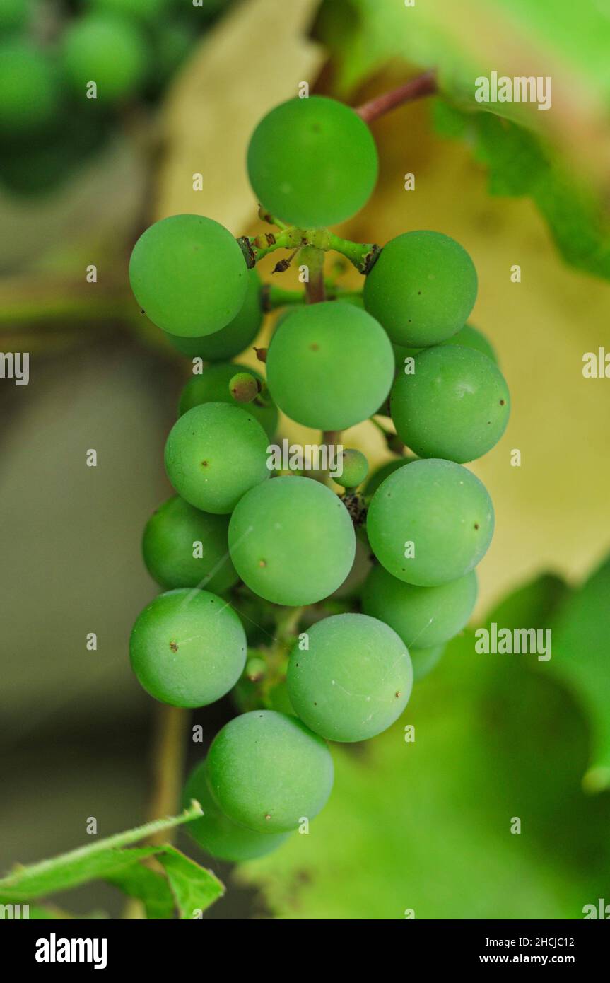 Vertical closeup of green unripe grapes Stock Photo - Alamy