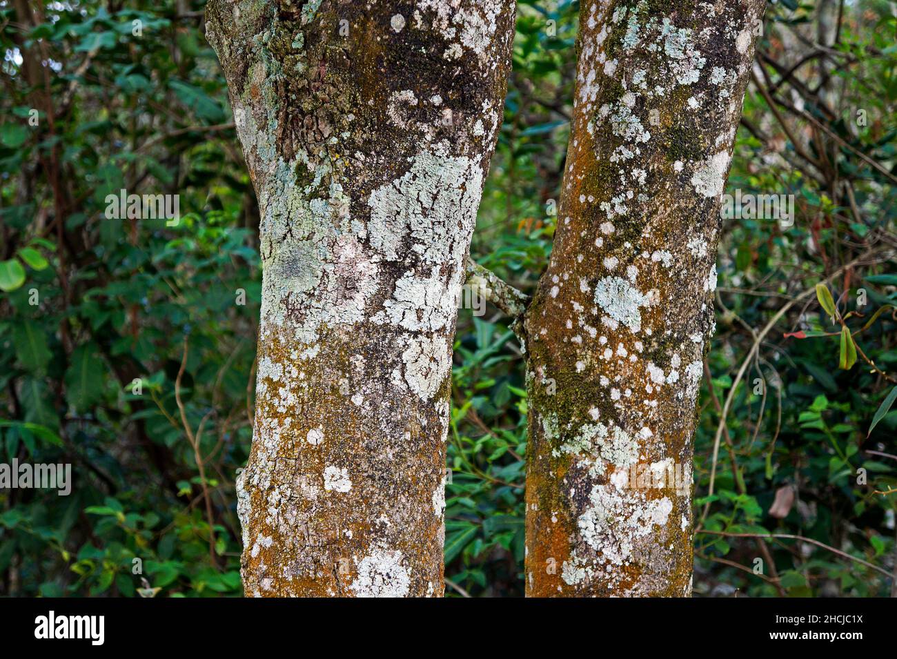 Tree trunk with lichen on tropical forest Stock Photo - Alamy