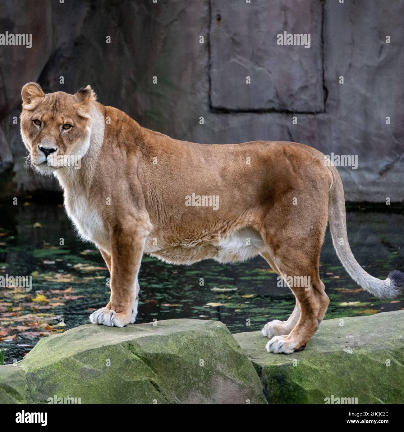 Female maneless lion on rocks in the Rotterdam Zoo (Diergaarde Blijdorp ...