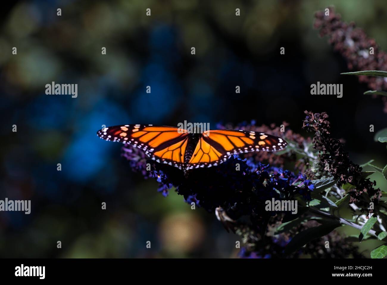 Danaid butterfly hi-res stock photography and images - Alamy