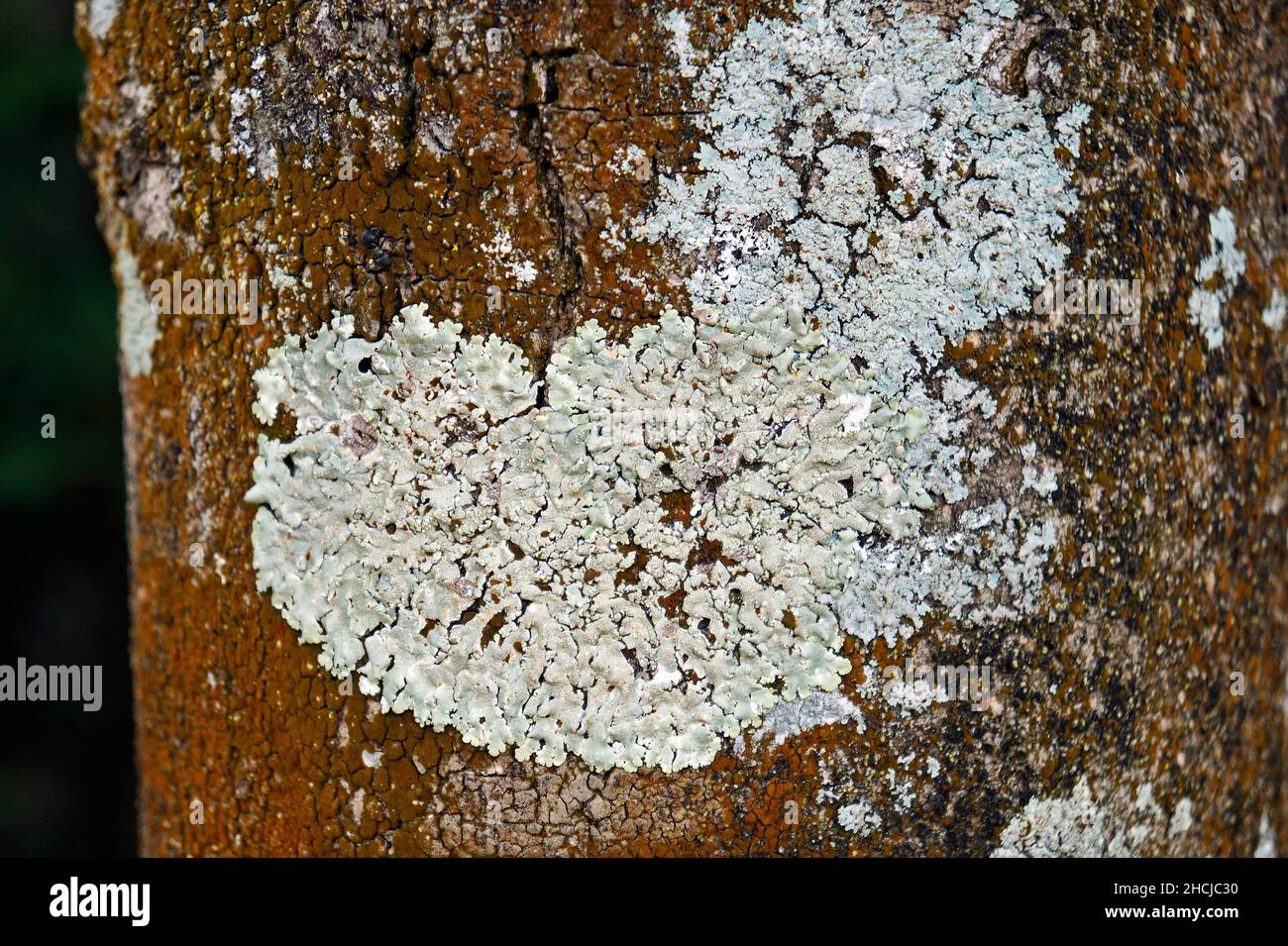 Tree trunk with lichen on tropical forest Stock Photo - Alamy