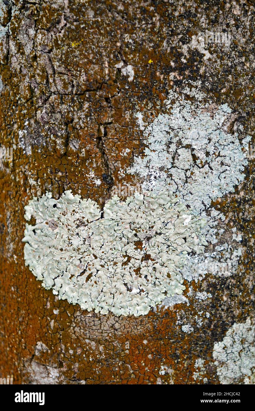 Tree trunk with lichen on tropical forest Stock Photo - Alamy