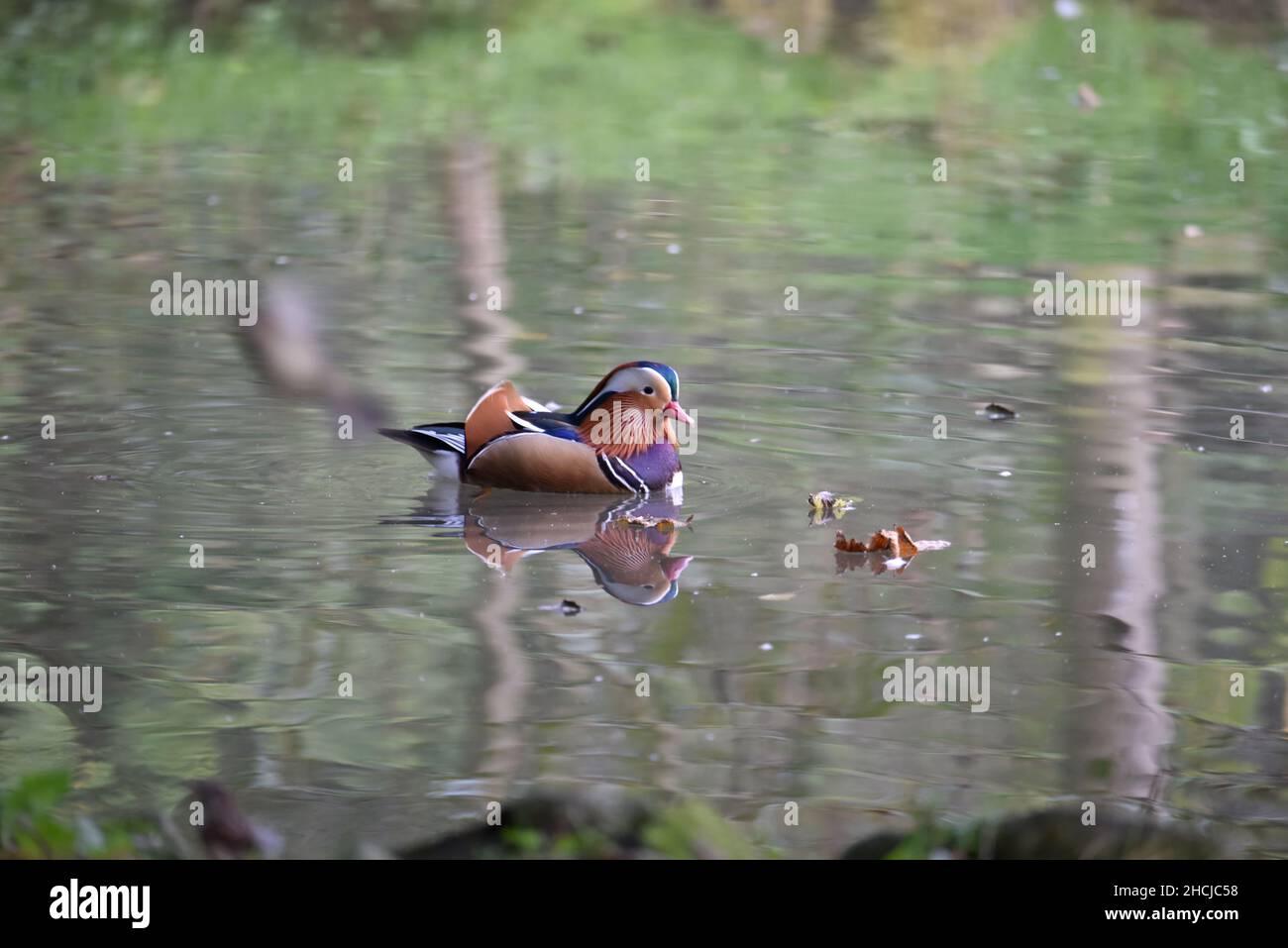 Wild Duck in water at Springe,Germany Stock Photo - Alamy